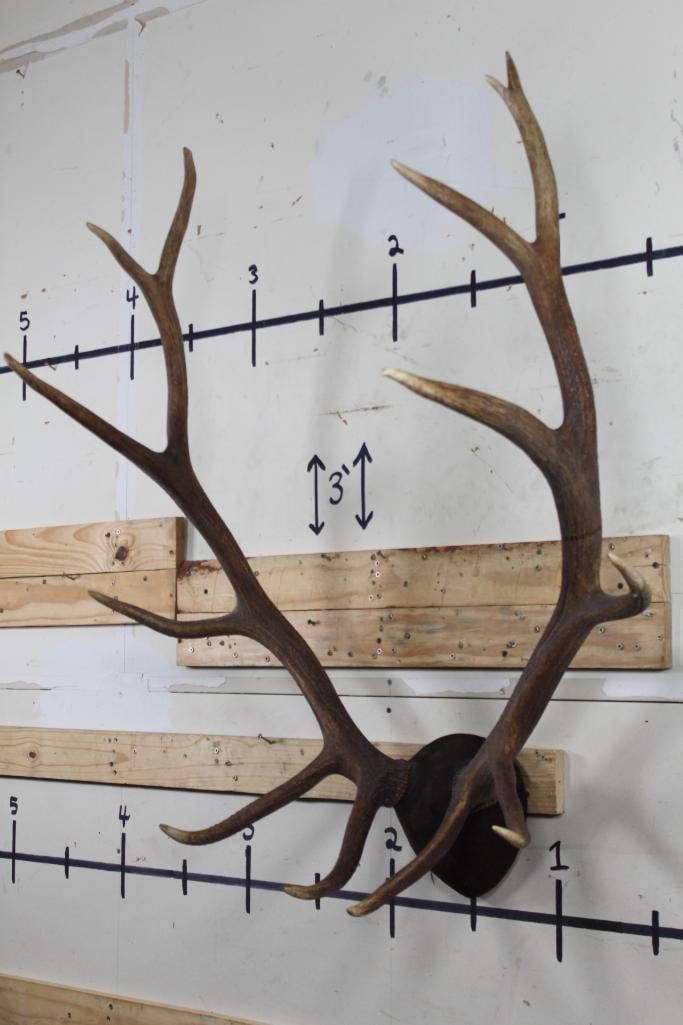 Big Mounted Elk Antler Rack With 13-points Auction