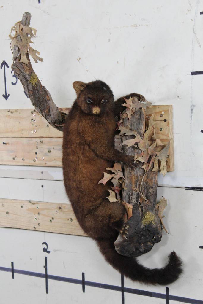 Older Life-sized Brushtail Possum On A Tree Branch With Wall Hanger ...