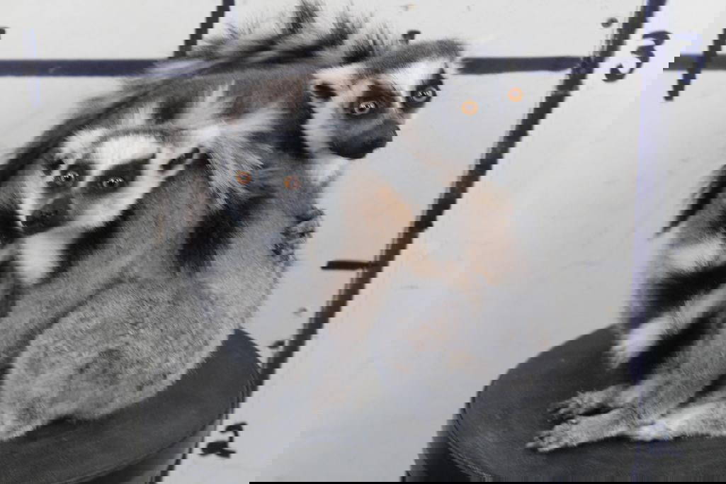 2 Brand New Ring-tailed Lemur Yearlings. **texas Residents Only** Auction