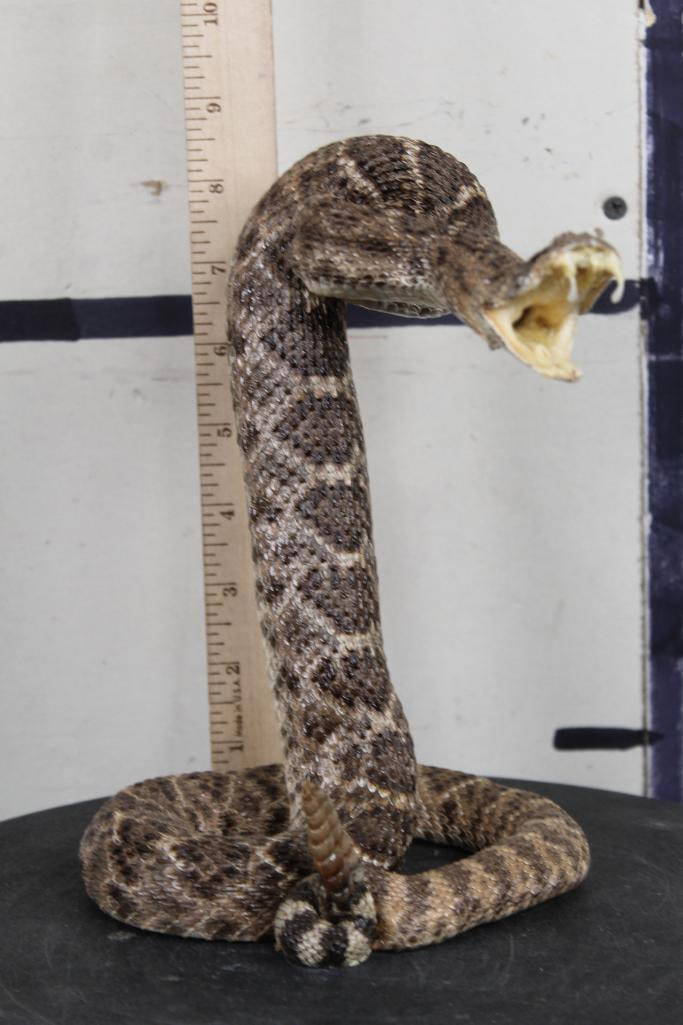 *brand New* Life-sized Striking Western Diamondback Rattlesnake With ...