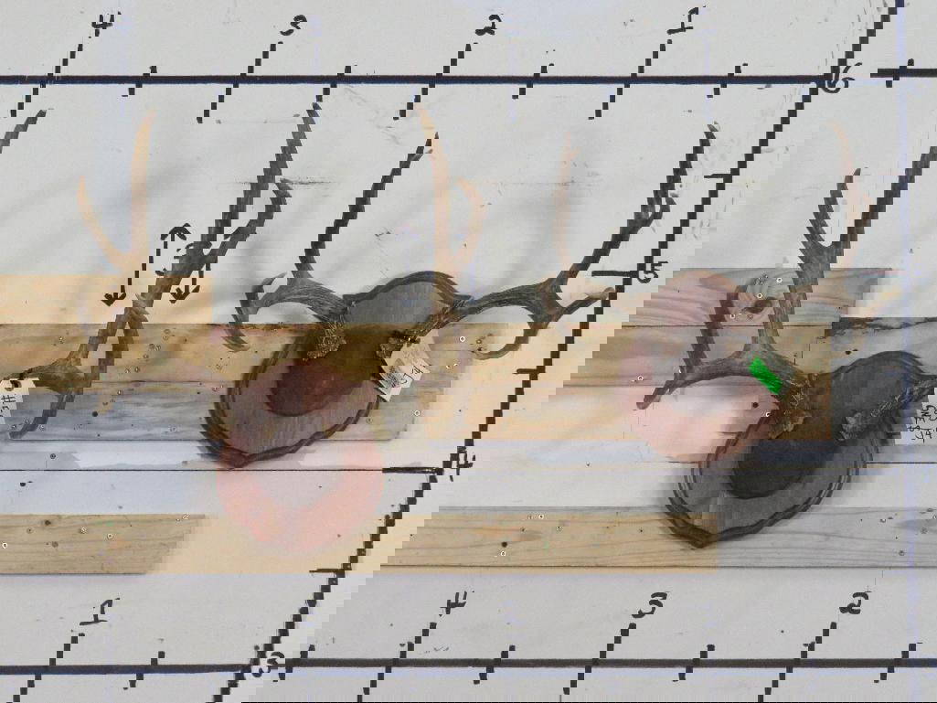 2 Mule Deer Racks On Matching Wooden Plaques Auction