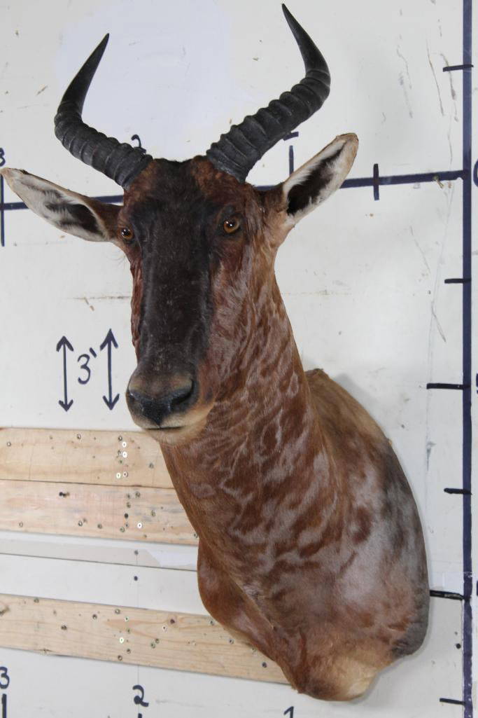 Tsessebe Shoulder Mount Looking To The Left Auction