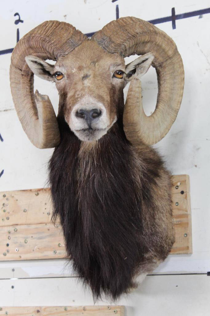 Mouflon Shoulder Mount Auction