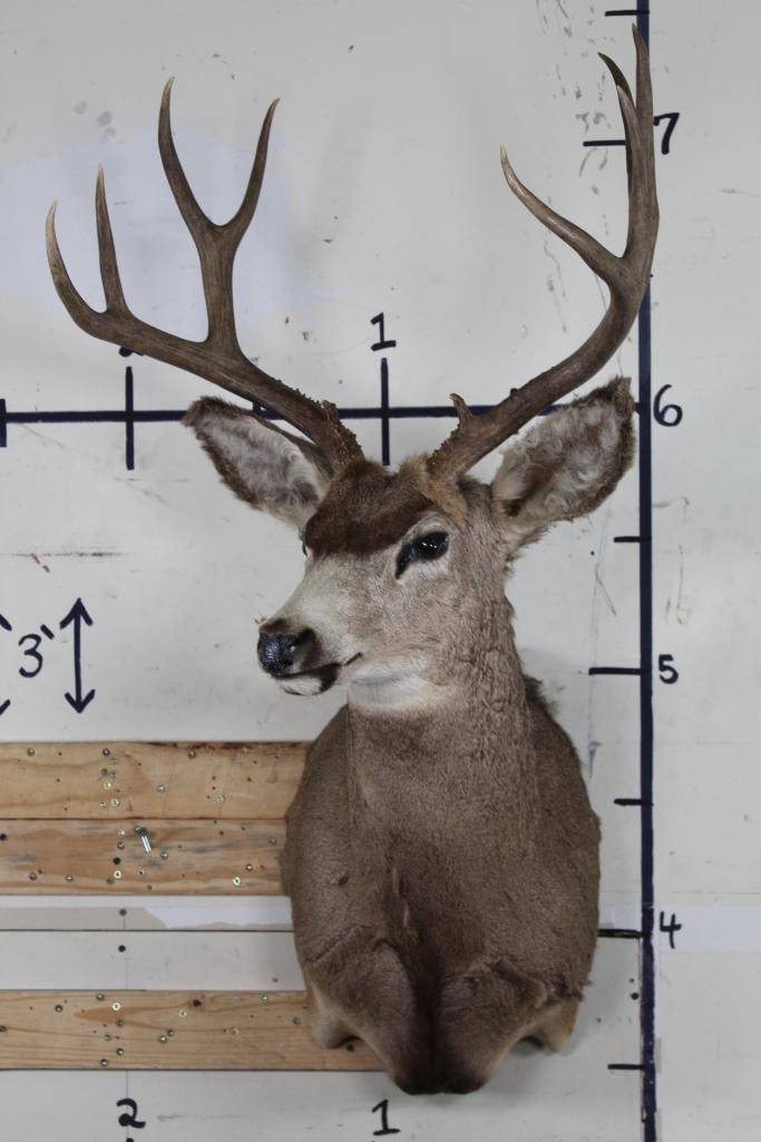10-point Mule Deer Shoulder Mount Auction