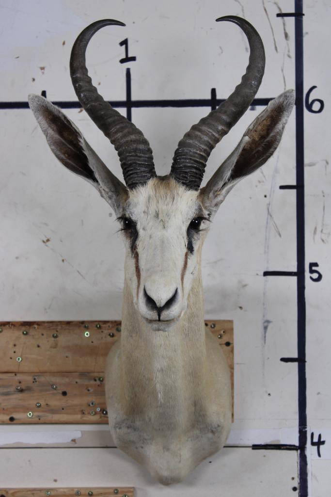 Big Common Springbok Shoulder Mount Auction