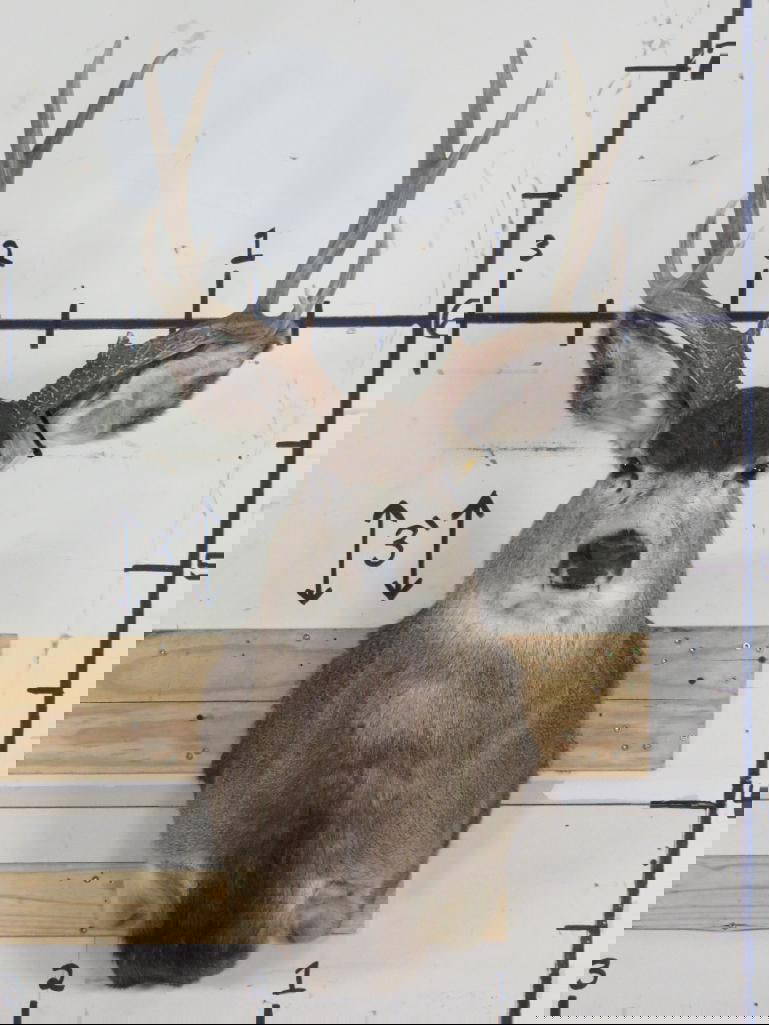 10-point Mule Deer Shoulder Mount Auction