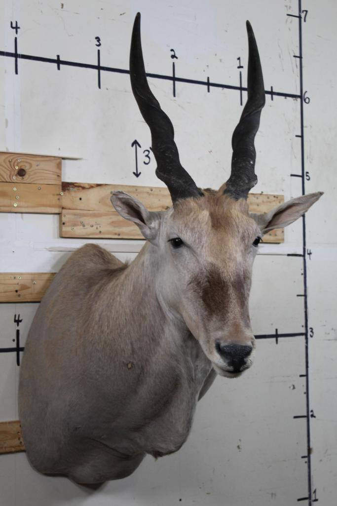 Big Eland Shoulder Mount Auction