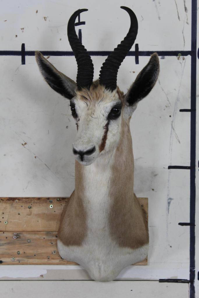 Springbok Shoulder Mount Auction