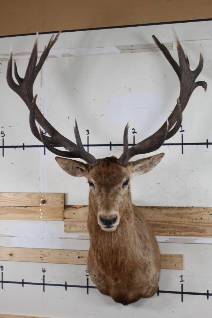 Xxl 22-point Red Stag Shoulder Mount Auction