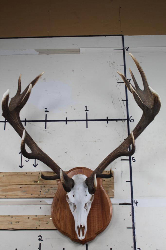 15-point Red Stag Deer Skull Euro Mount On A Wooden Plaque Auction