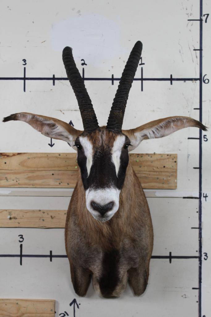 Roan Shoulder Mount Auction