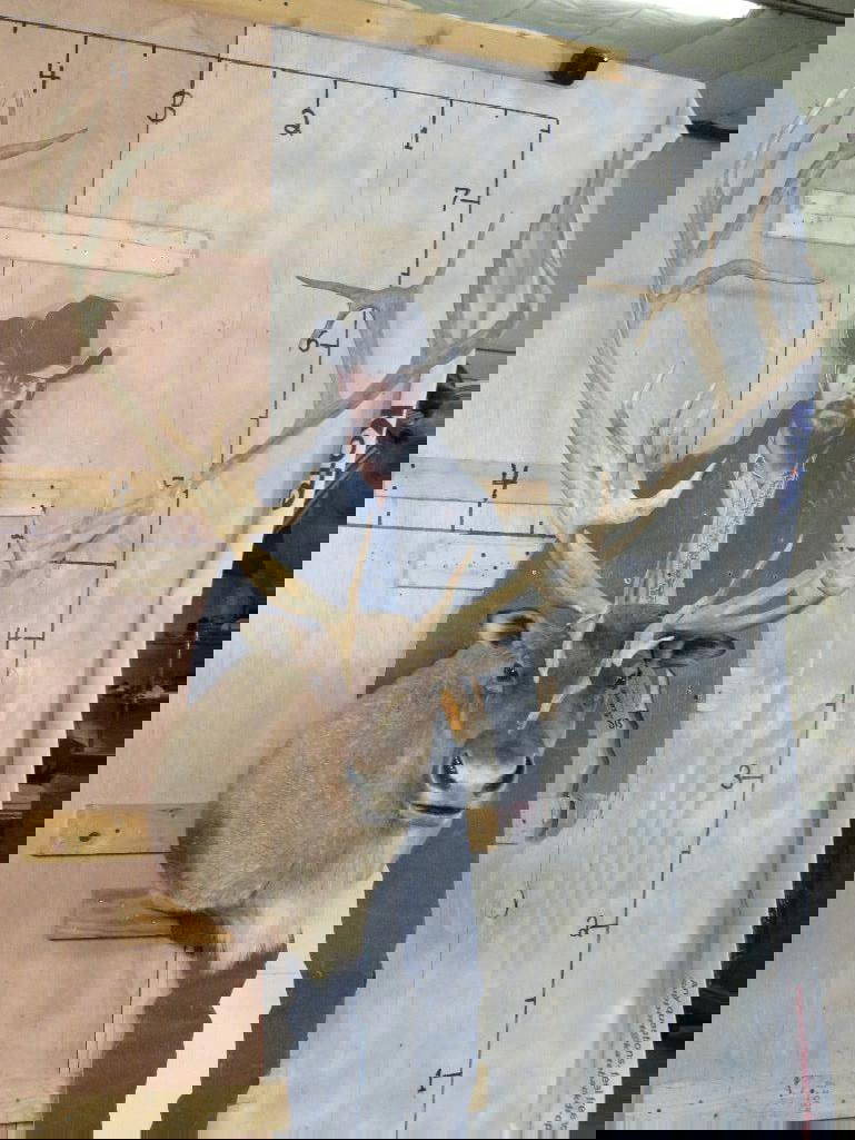 Xl Double Shovel 31-point Caribou Shoulder Mount Auction