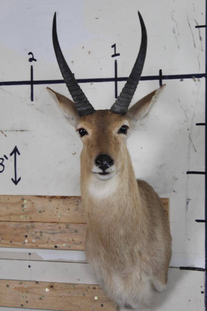 Big Common Reedbuck Shoulder Mount Auction