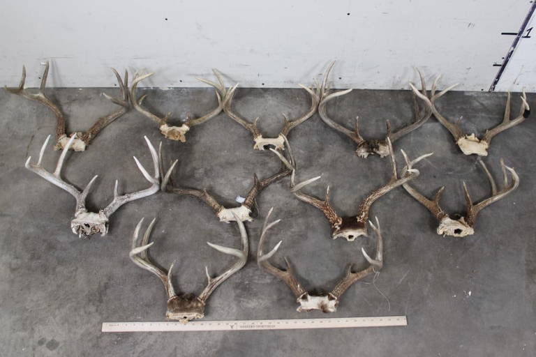 11 Whitetail Deer Antler Racks On Skull Caps (one$)
