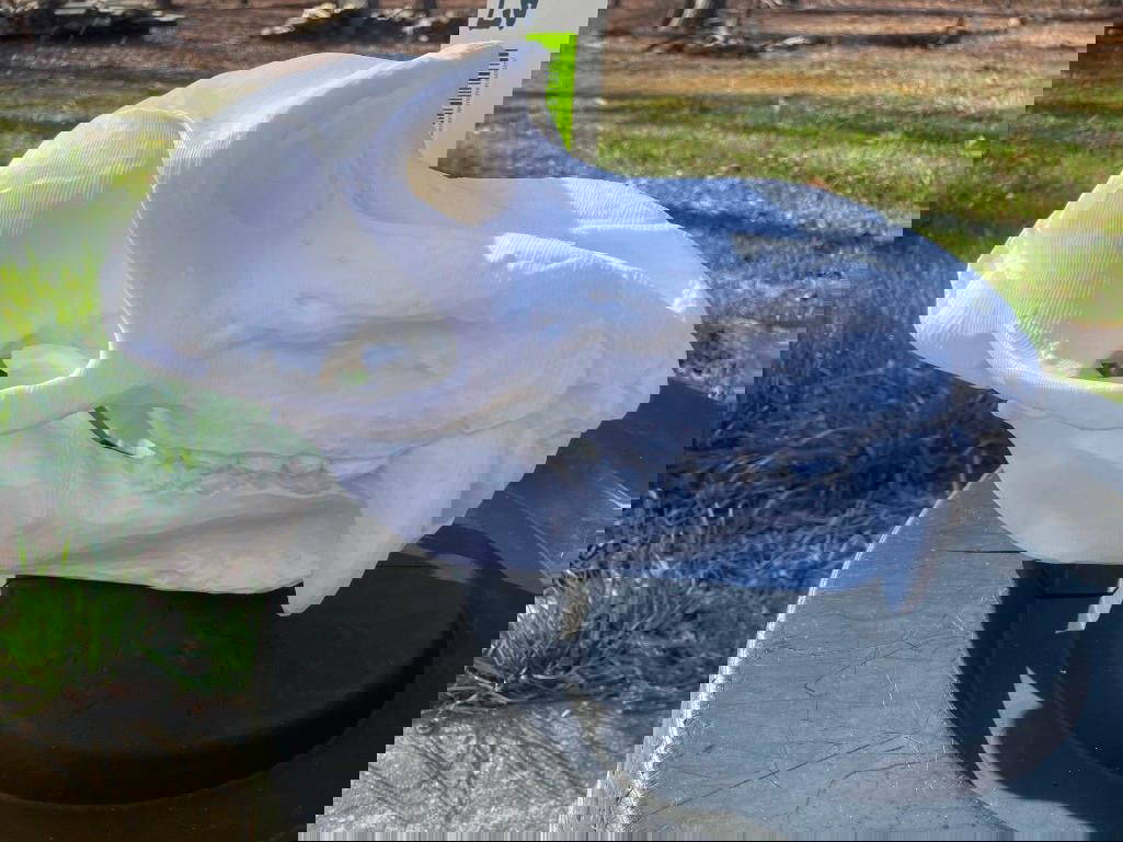 Giant Reproduction Mandrill Skull Auction