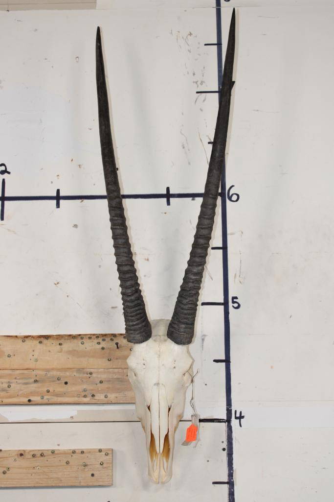 Big Gemsbok Skull With All Its Teeth And A Heavy Duty Hanger Auction
