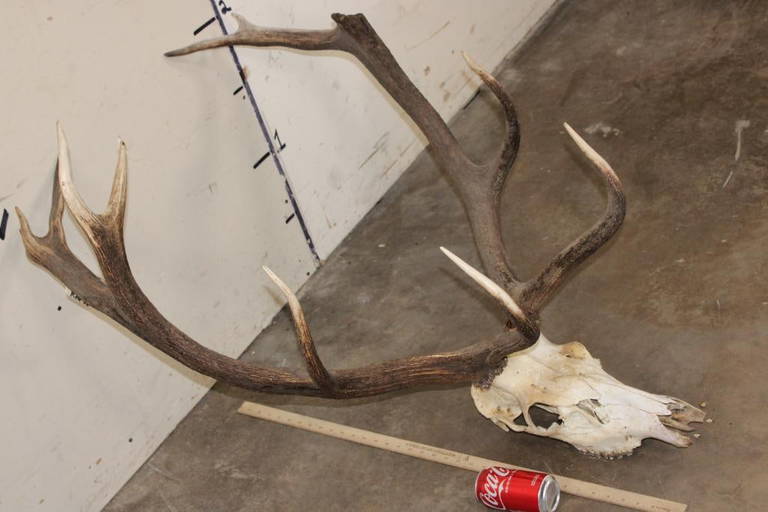 12 Point Red Stag/red Deer Skull