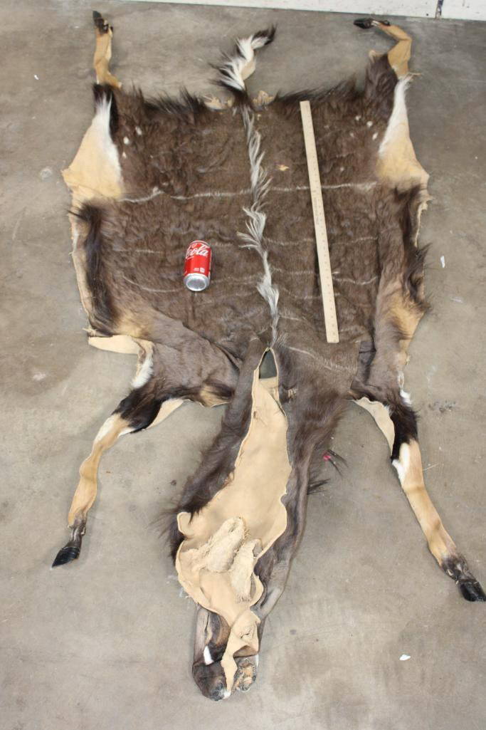 Full Nyala Cape Or Hide With Its Head And Hooves Auction