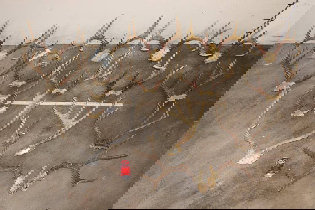 (12) Whitetail Deer Antler Racks, Weight: 39 Lbs (one$) Auction