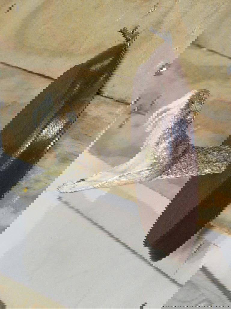 Western Diamondback Rattlesnake Head With 3 Fangs On A Wood Plaque Auction