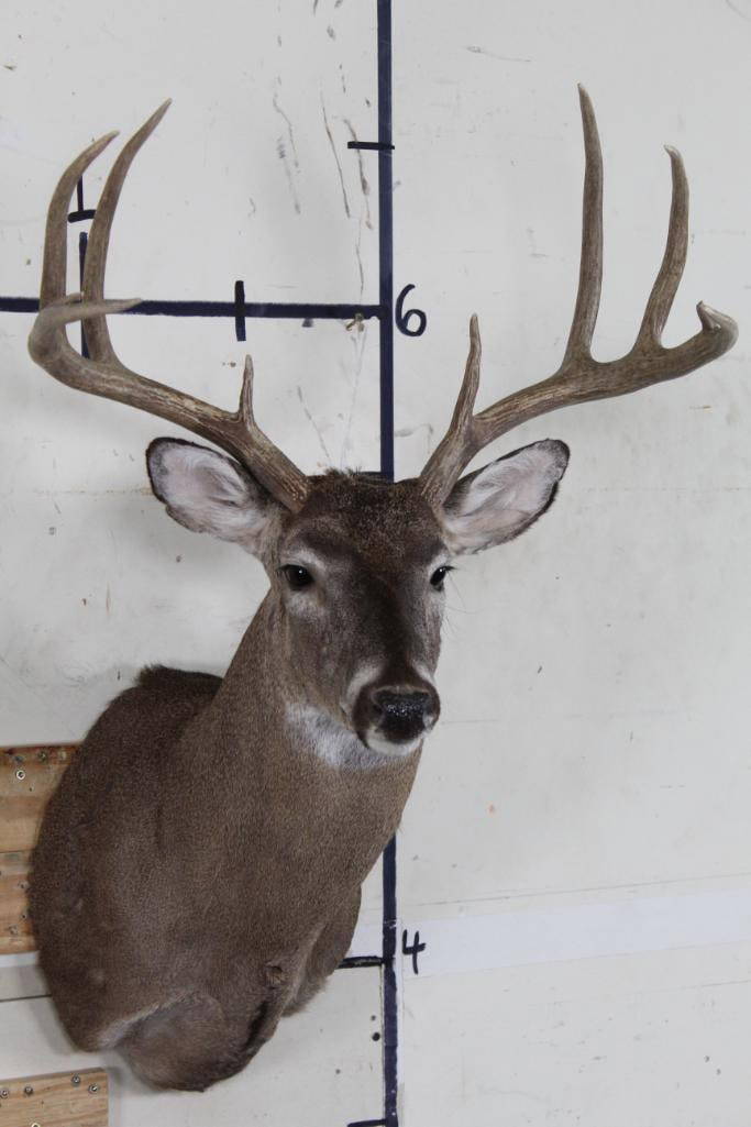 9-point Whitetail Deer Shoulder Mount Auction