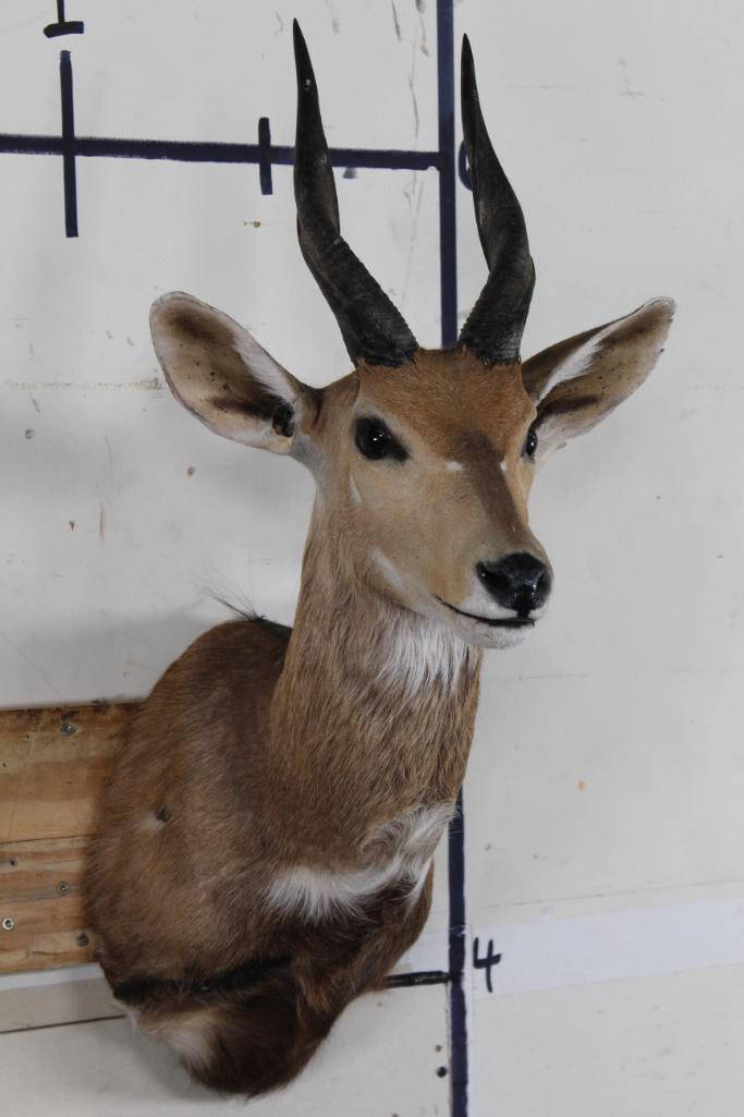 Bushbuck Shoulder Mount Auction