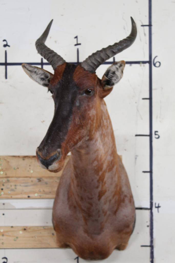 Tsessebe Shoulder Mount Auction