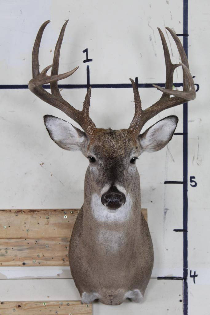 11-point Whitetail Deer Shoulder Mount Auction