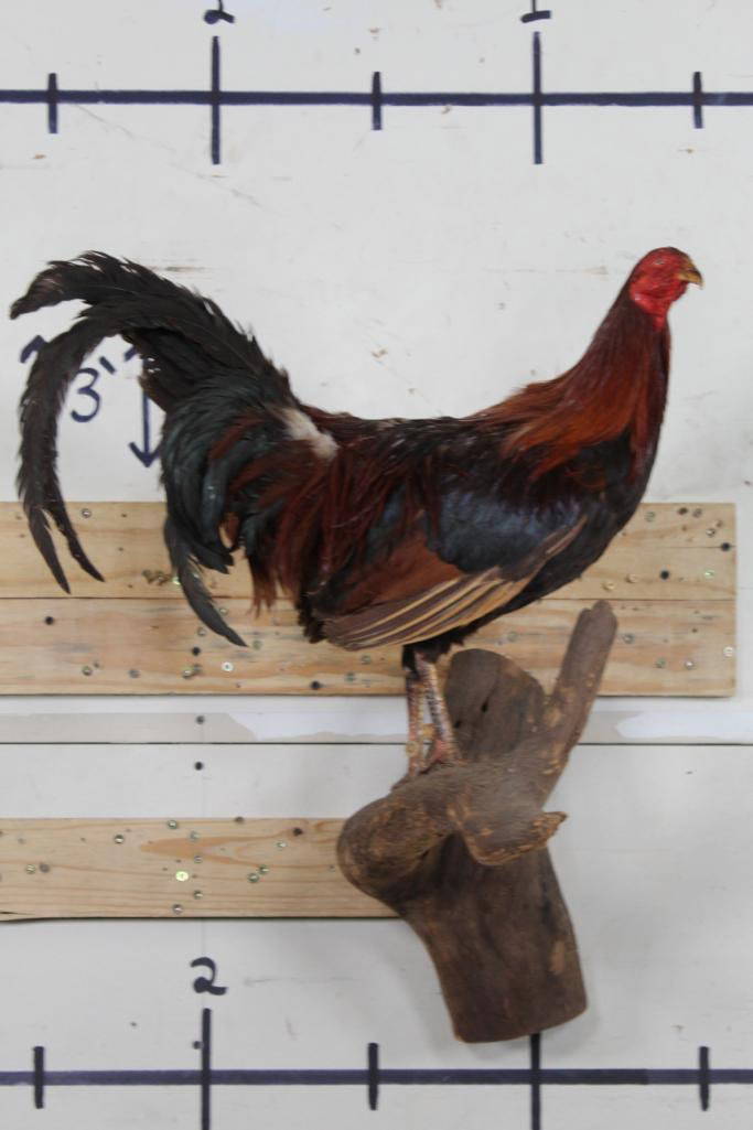 Life-sized Rooster On A Real Wood Log Perch Auction