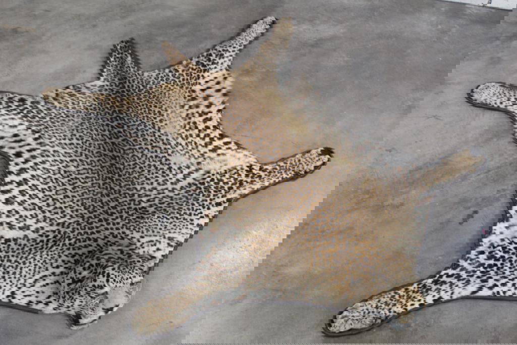 *texas Residents Only* Leopard Hide Rug With Its Mounted Head Auction