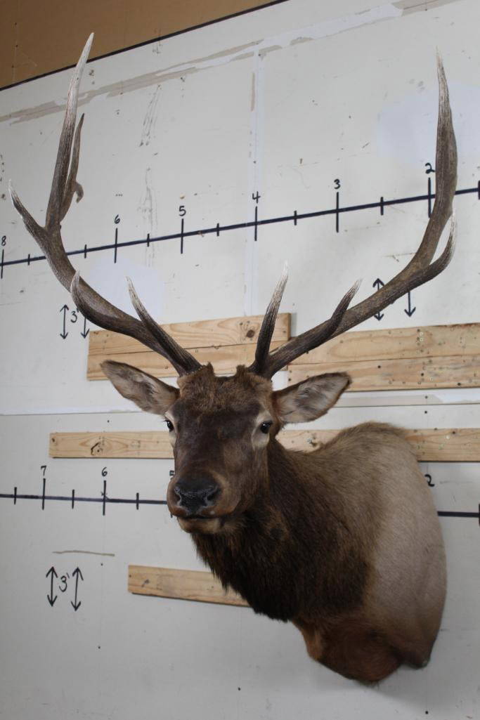 12-point Elk Shoulder Mount Auction