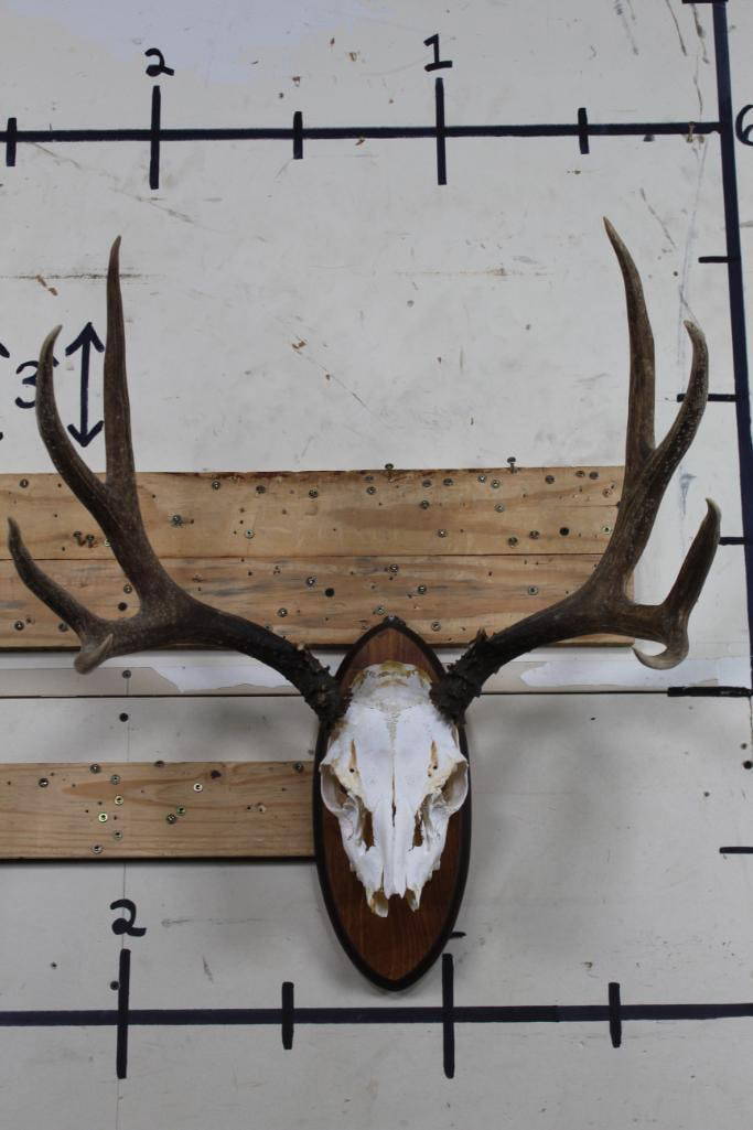 10-point Mule Deer Skull On A Wooden Plaque Auction