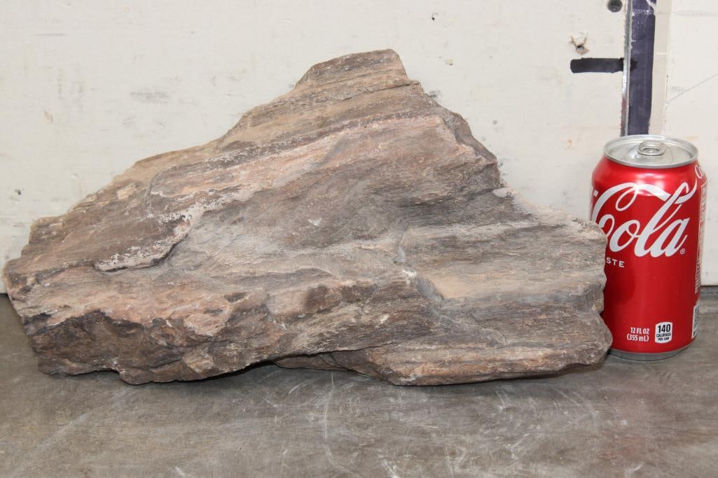 Petrified/fossilized/agatized Wood Log Auction