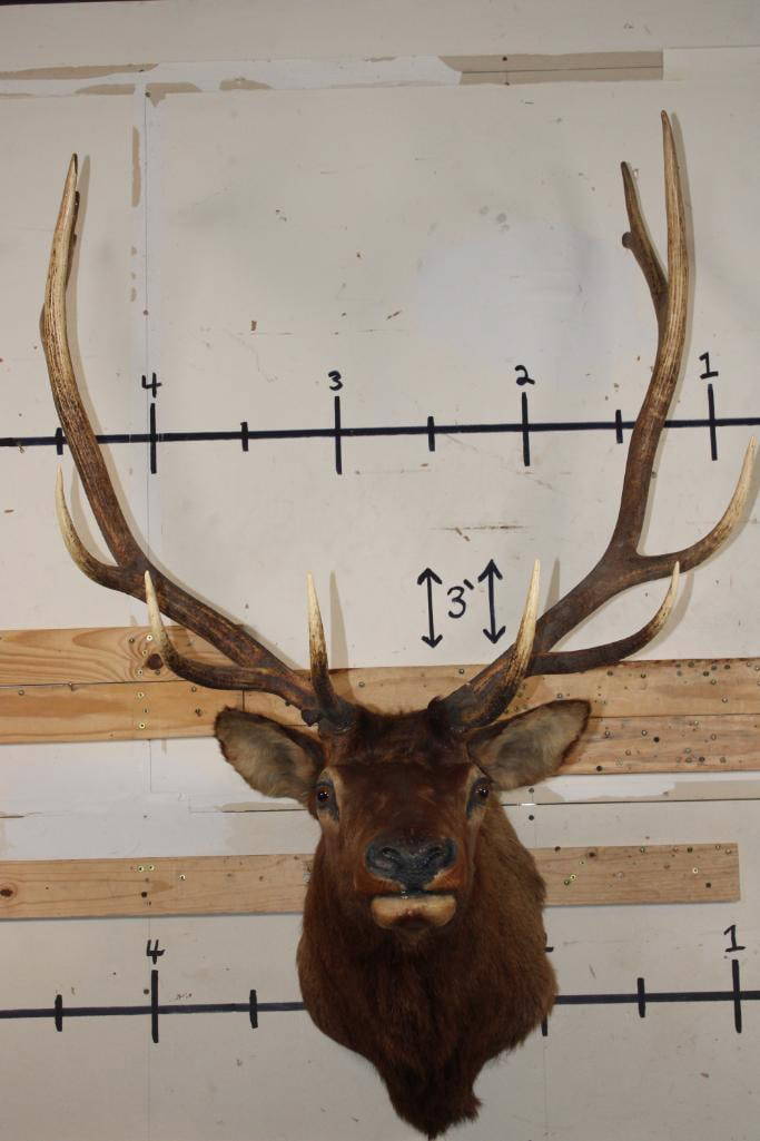 12-point Elk Shoulder Mount Auction