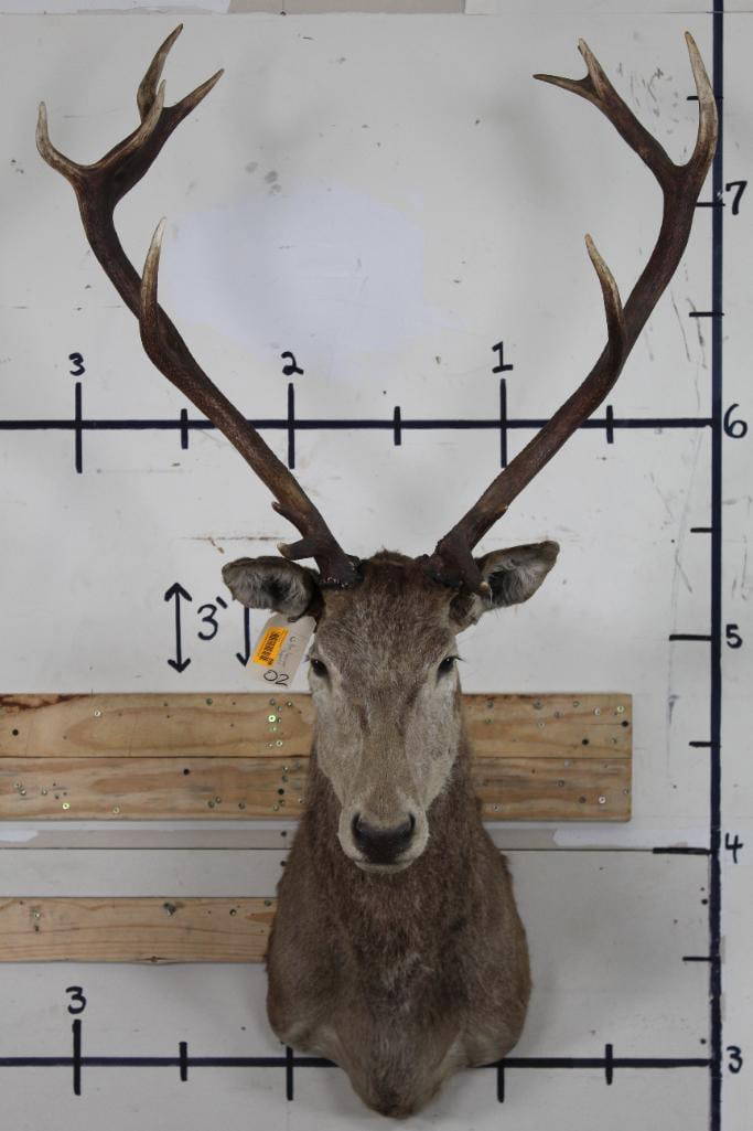 14-point Red Stag Shoulder Mount Auction