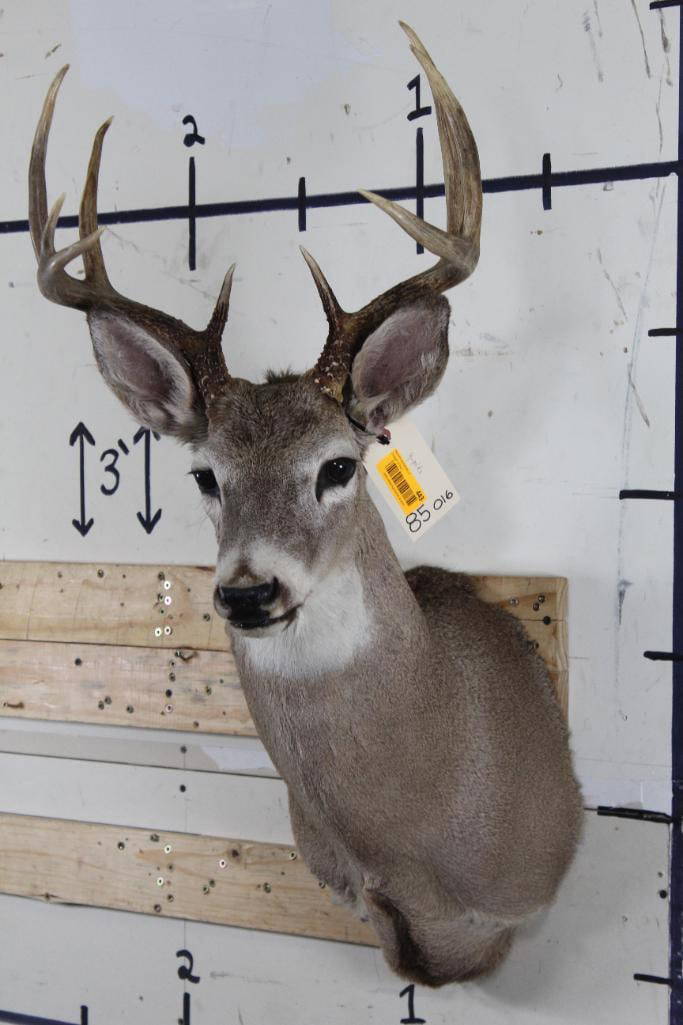 Northwestern 9-point Whitetail Deer Shoulder Mount Auction