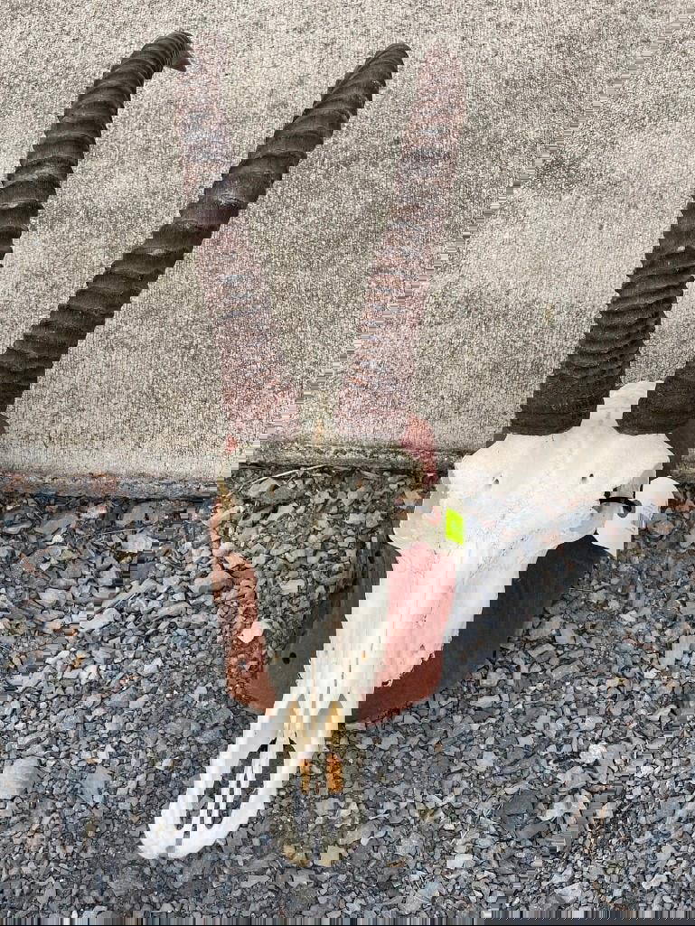 *rare* And Big African Roan Antelope Skull With All Its Teeth On A Wood ...