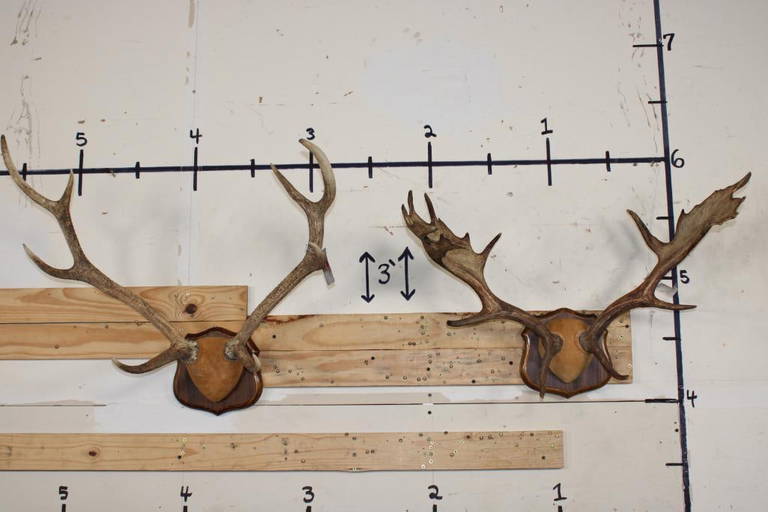 1 Manchurian Sika Deer Antler Rack And 1 Fallow Deer Rack On Wood ...