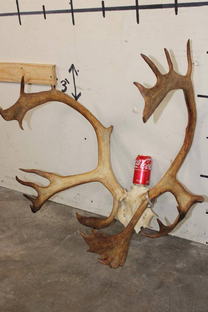 24-point Caribou Antler Rack On A Skull Cap Auction