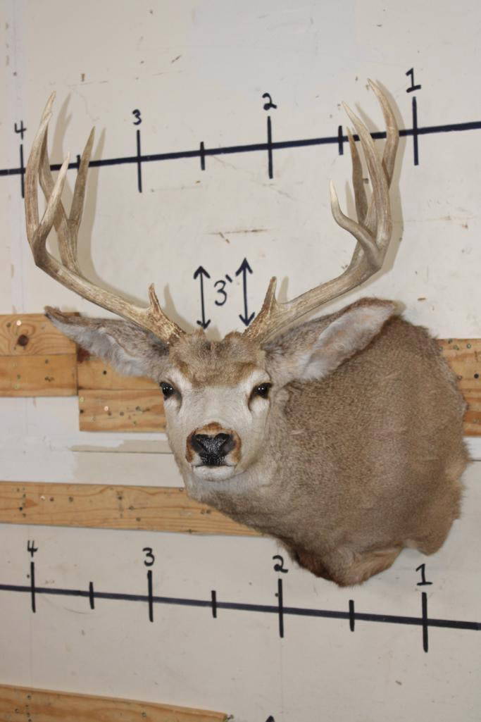 10-point Mule Deer Shoulder Mount Auction