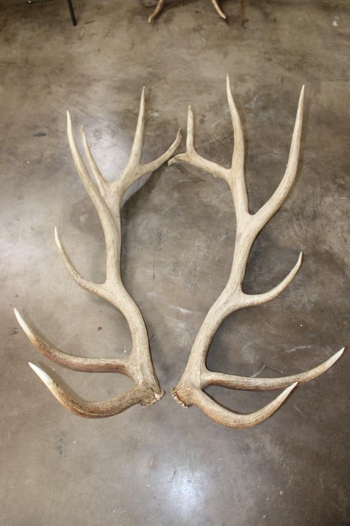 Xl Set Of 14-point Elk Antler Sheds - Jul 24, 2025 | Western Sportsman ...