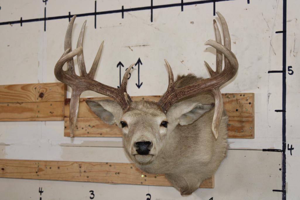 14-point Whitetail Deer Shoulder Mount With The Boone And Crockett Club ...