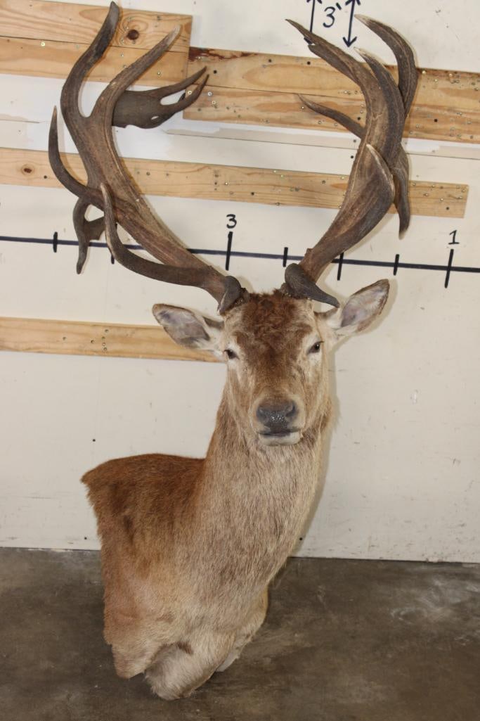21-point Red Stag Pedestal Mount (no Pedestal) With A Heavy Rack - Jul ...