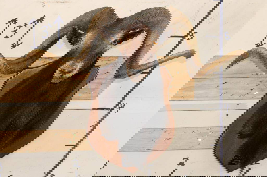 Black Hawaiian Sheep Ram Shoulder Mount On A Wooden Plaque Auction