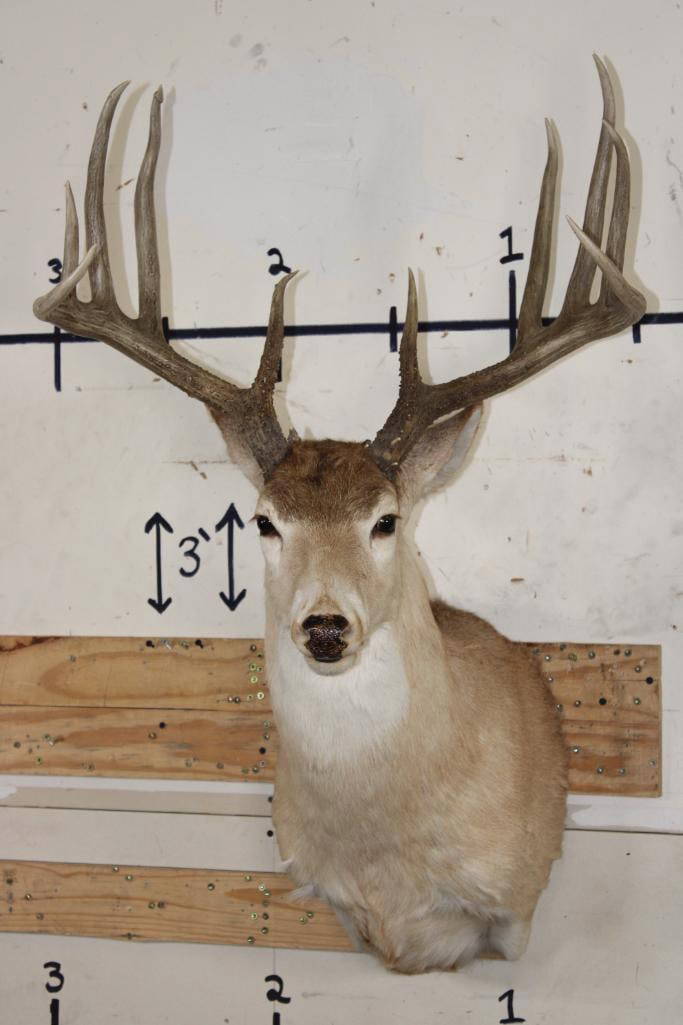 11-point Whitetail Shoulder Mount With A 176 3/8 Boone And Crockett ...