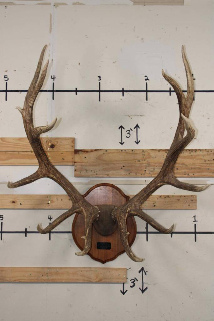 Xl Heavy 15-point Elk Rack On A Wooden Plaque Auction