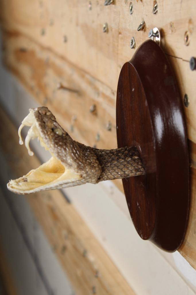 Big Mounted Western Diamondback Rattlesnake Head With 3 Fangs! Auction