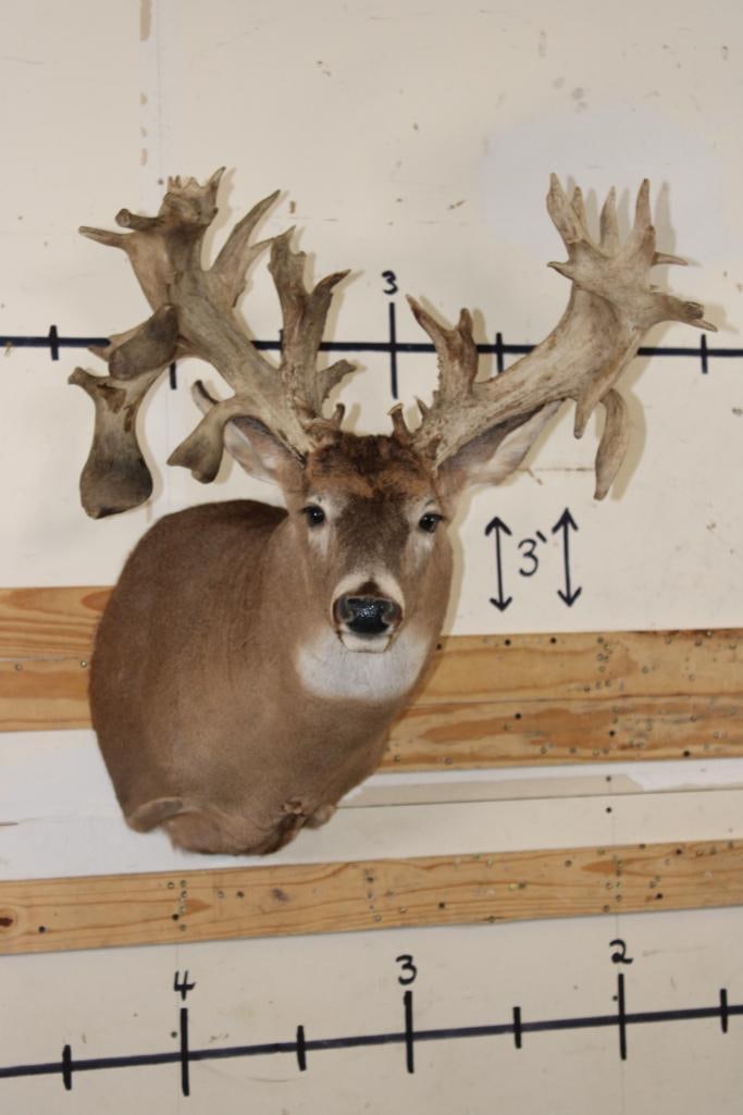 Xxl "freak" Non-typical Whitetail Deer Shoulder Mount *real Antlers ...