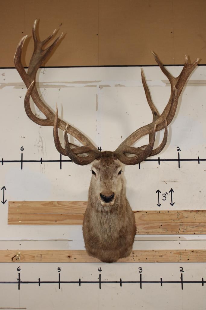 Massive 20-point Red Stag Shoulder Mount Auction