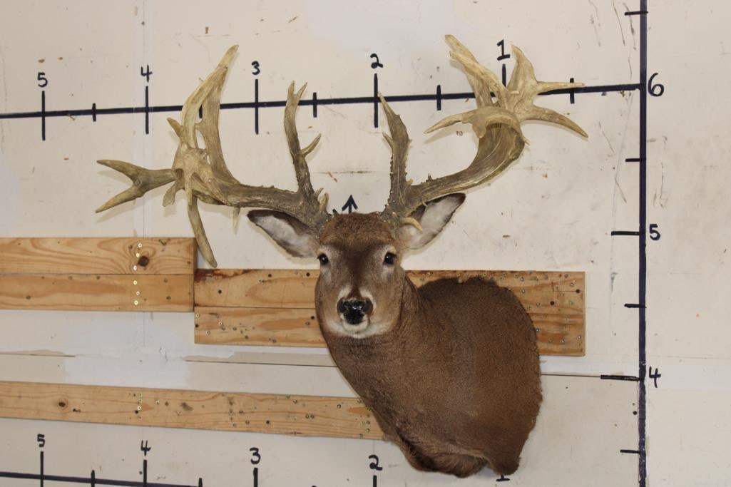 "freak" Non-typical Whitetail Deer Shoulder Mount With A 32-point ...